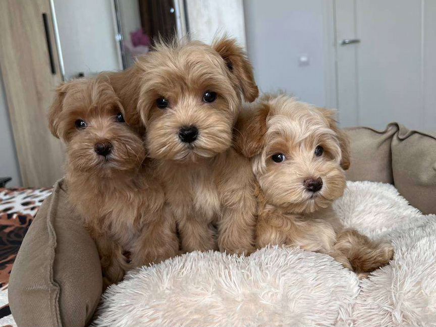 Мальтипу f1 mini