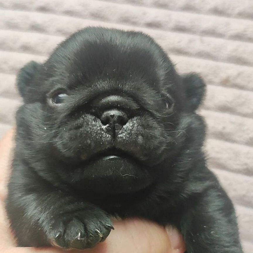 Щенки мопса