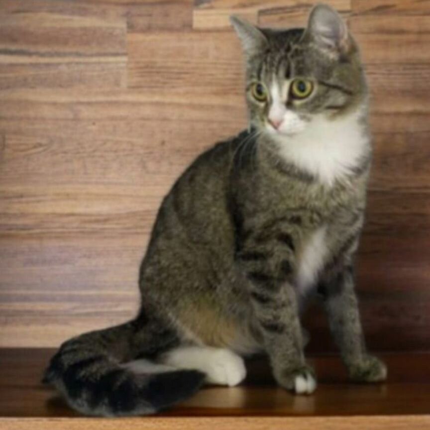 Красивая кошечка города