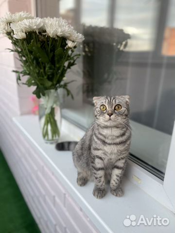 Шотландская кошка вязка