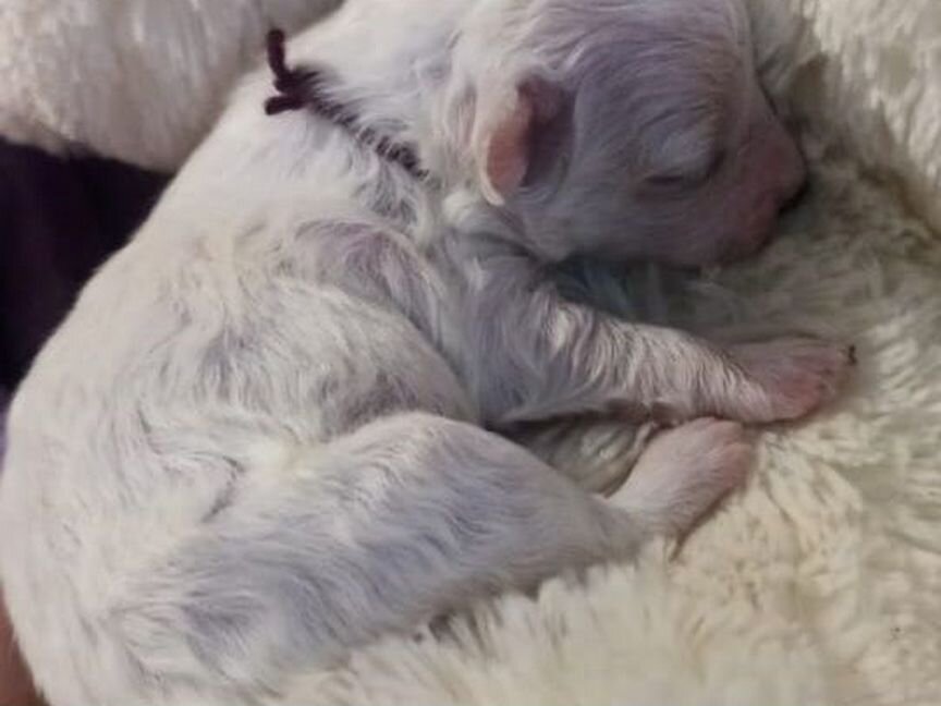 Щенок Бишон фризе