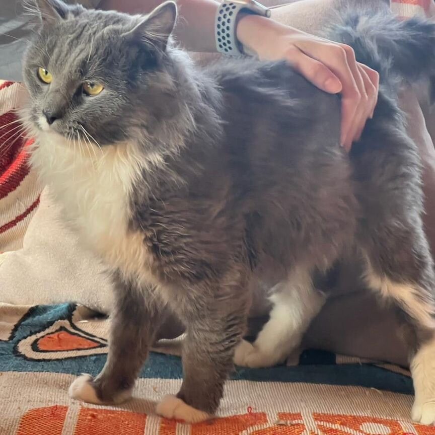 Котик Базик