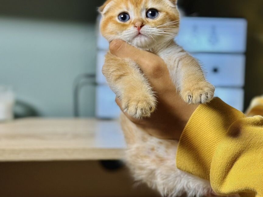 Шотланские котята золотые шиншиллы