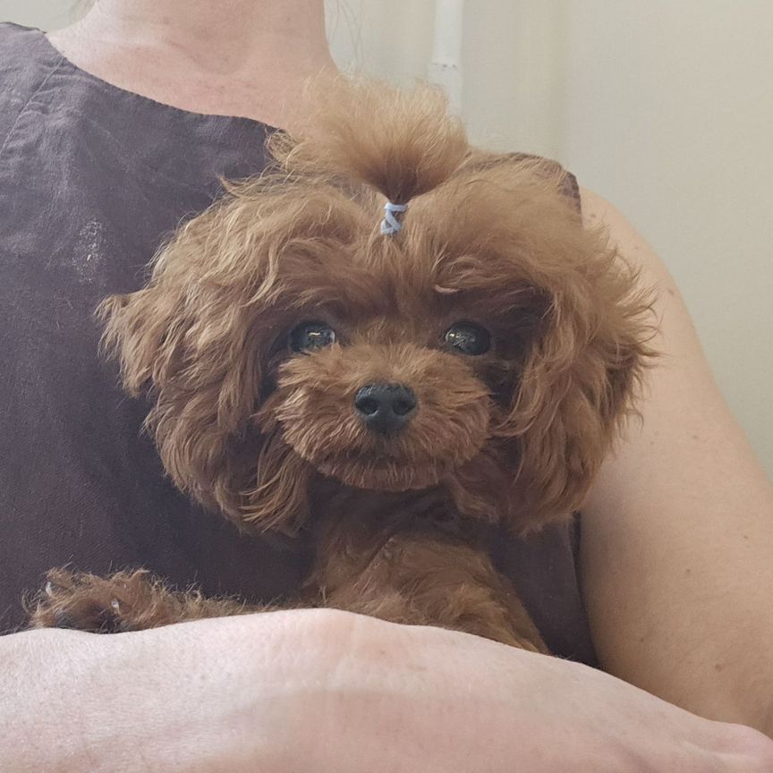 Тикап тедди пудель китай