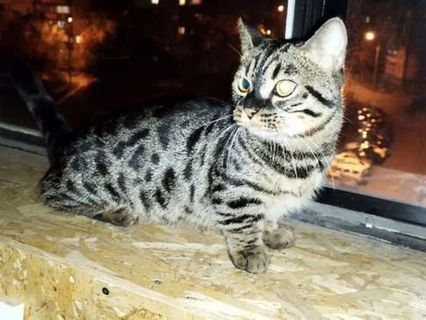 Бенгальская+Манчкин