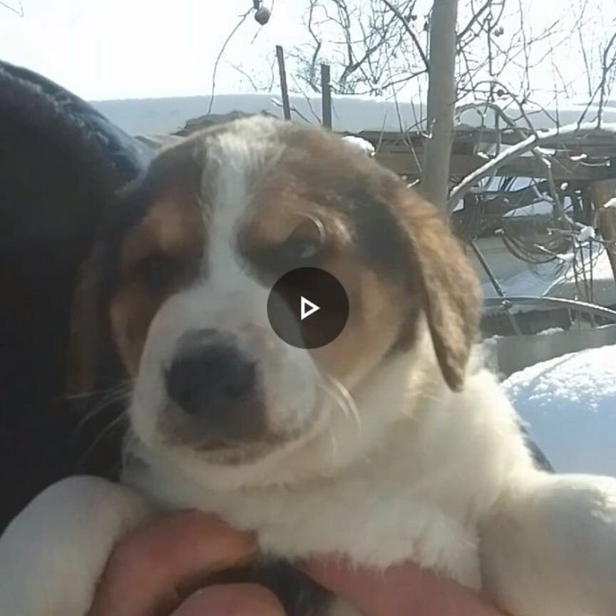 Кутьки в добрые руки папа лайка мама эстонская