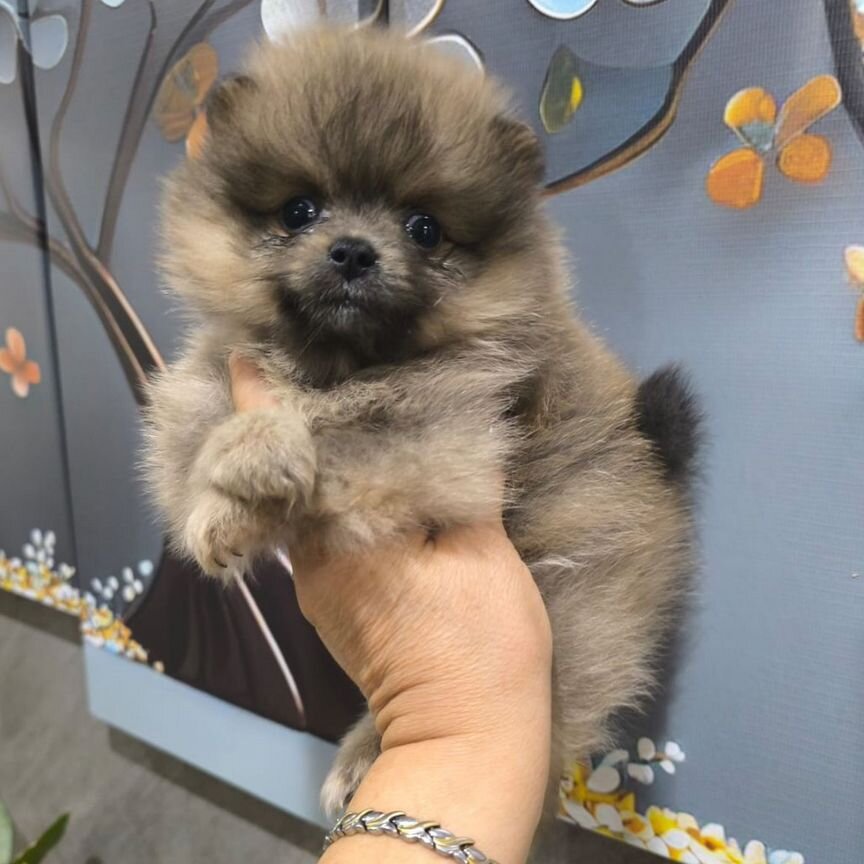 Померанский шпиц медвежьего типа миниатюра