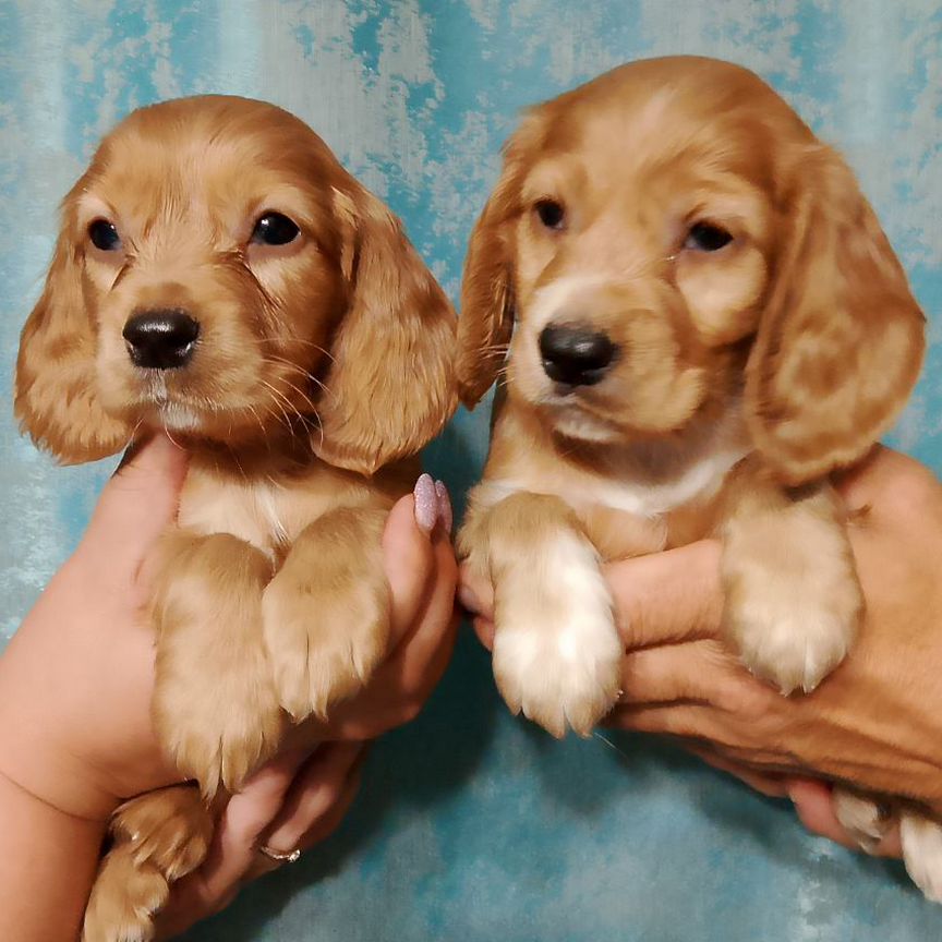 Английский кокер-спаниель, щенок