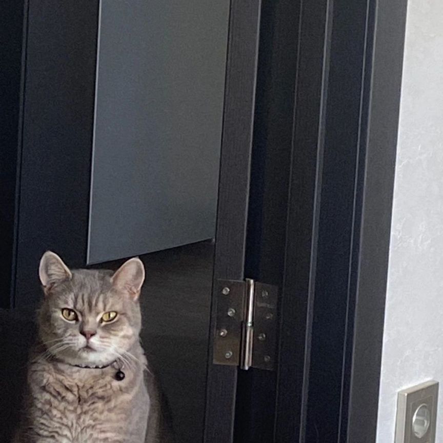 Кот Британец в добрые,хорошие руки