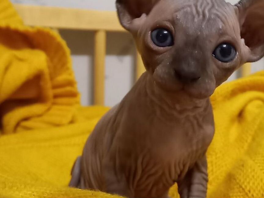 Канадский сфинкс