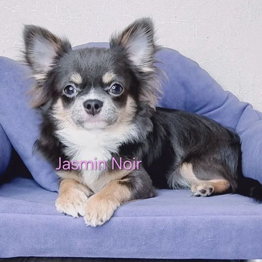 Чихуахуа мальчик, голубой с подпалом