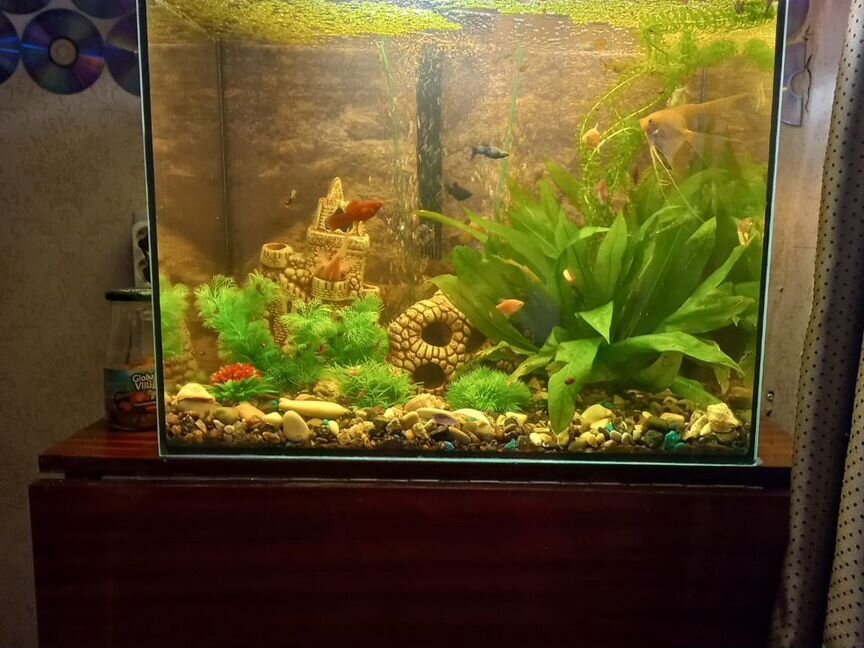 Аквариумы с рыбками