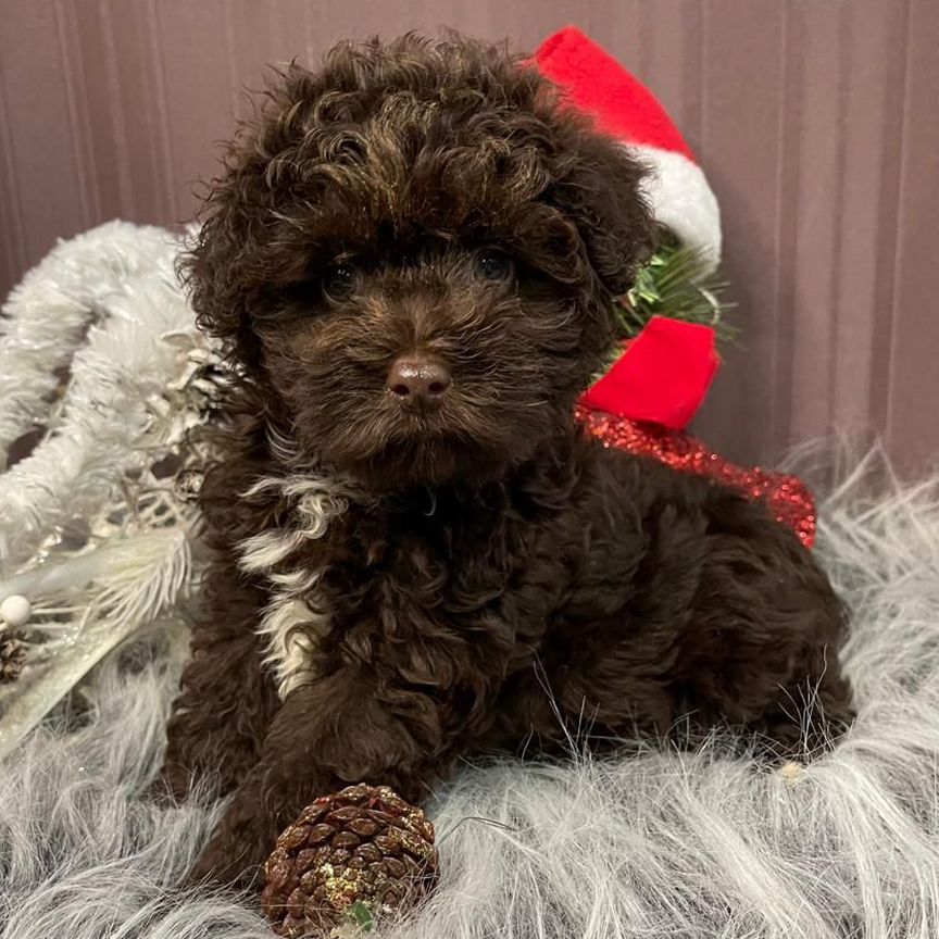 Мальтипу, щенок