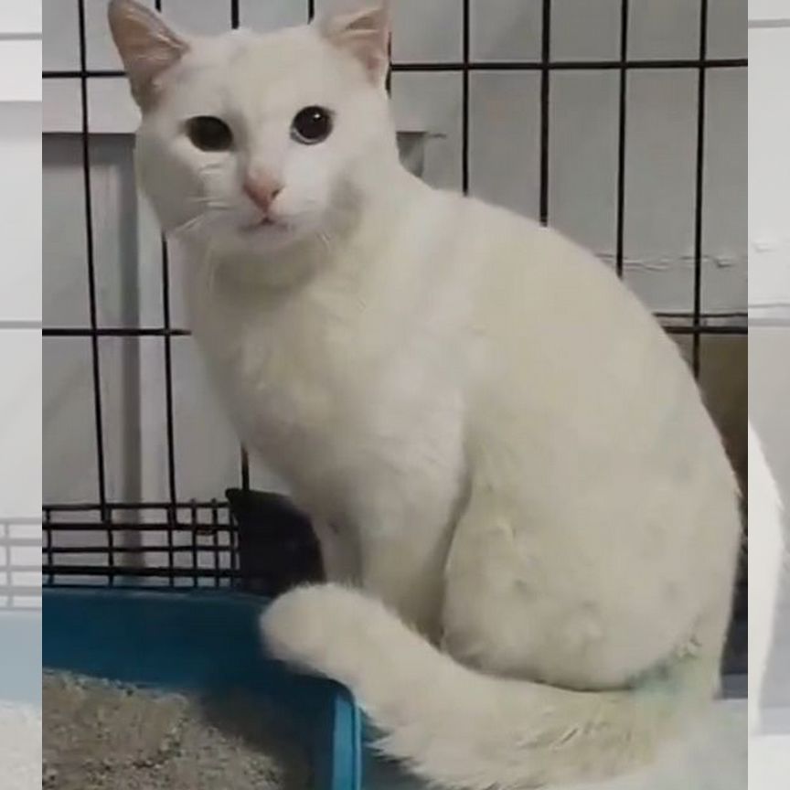 Взрослый кот в добрые руки