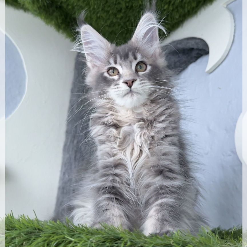 Мейн-кун котёнок