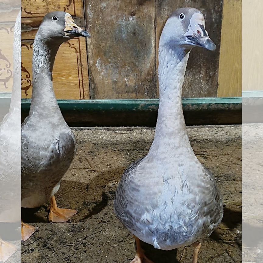 Взрослые гуси