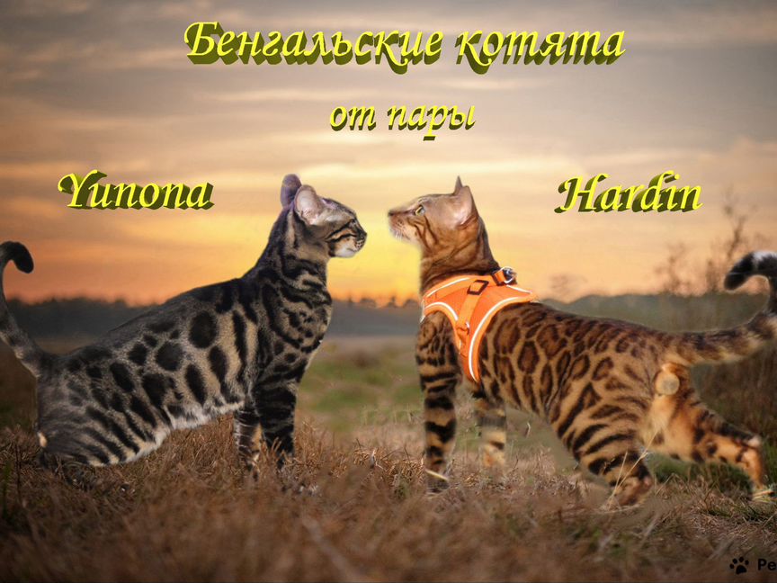Бенгальские котята