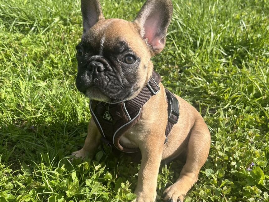 Французский бульдог щенок мальчика