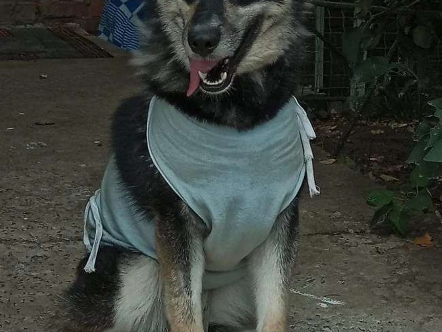 Собачка Груня ищет дом