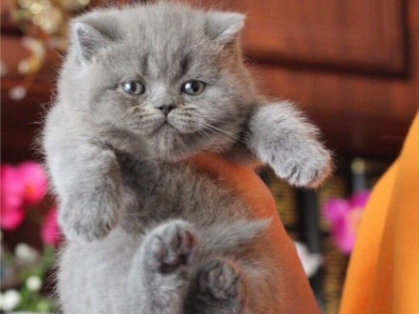 Британские голубые и лиловые котята