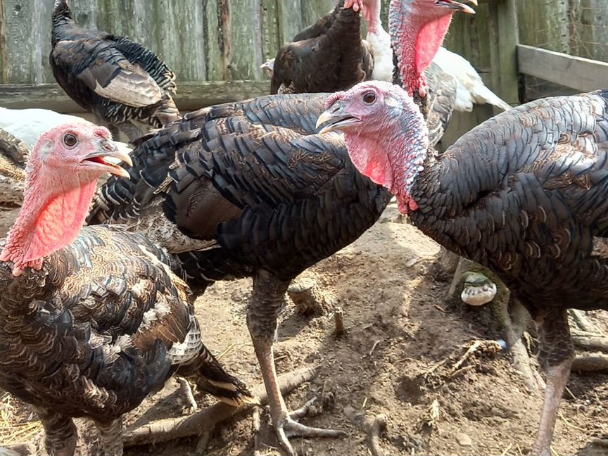 Индюки 4 мес