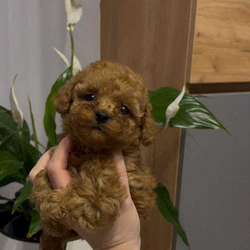 Тедди принцесса Импорт Китай