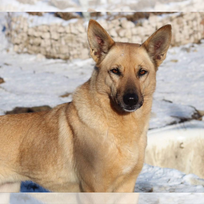 Взрослая собака в добрые руки