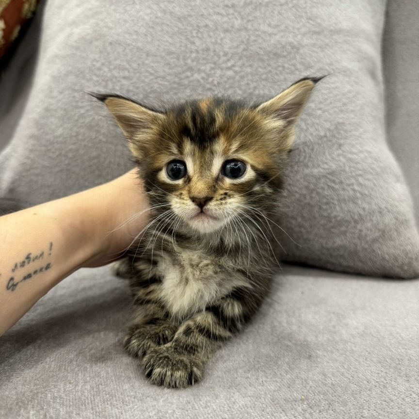 Котята мейн-кун