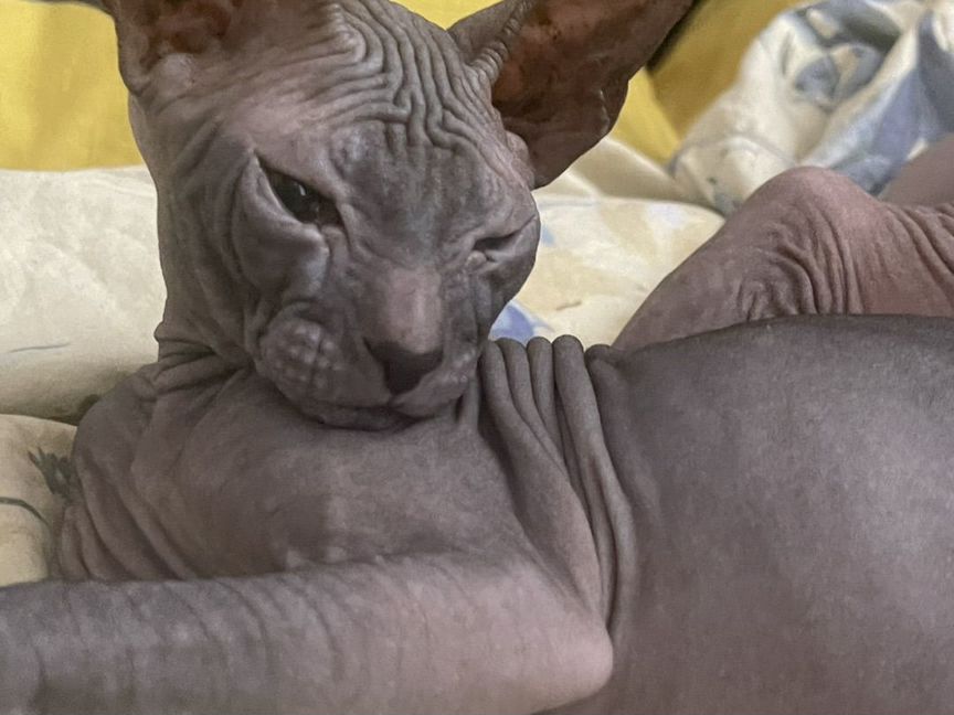 Донской сфинкс котята