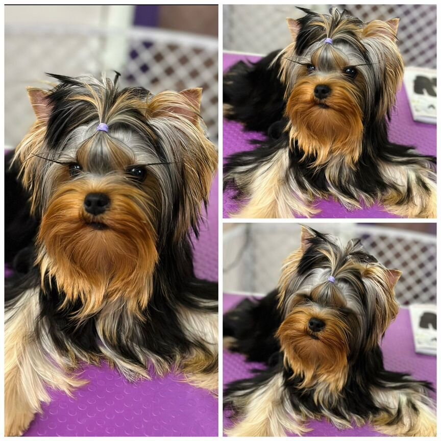 Щенок йоркширского терьера РКФ