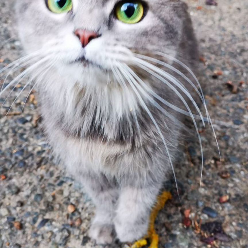 Кошки