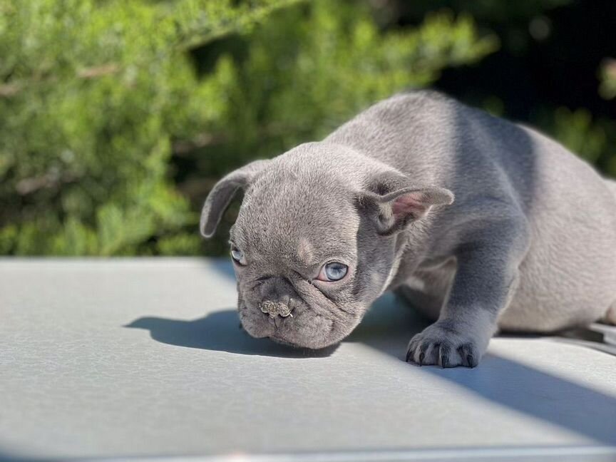 Голубоглазый лиловый принц