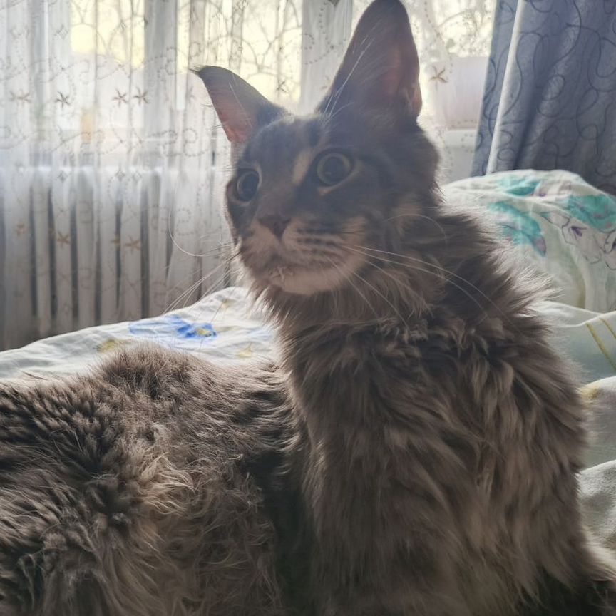 Мейн-кун котёнок