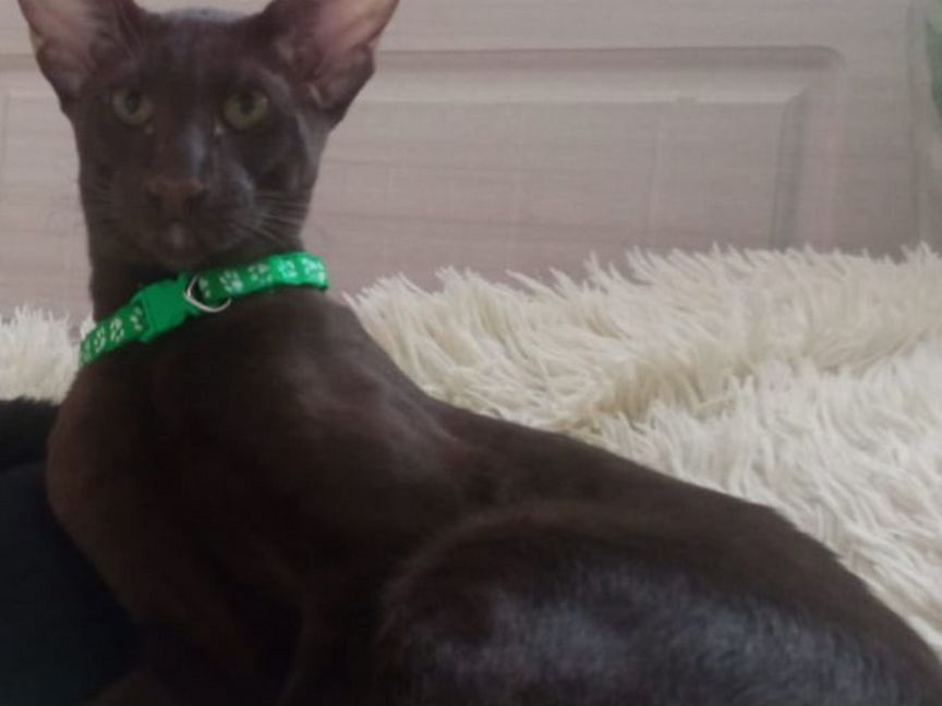 Ориентальный кот вязка