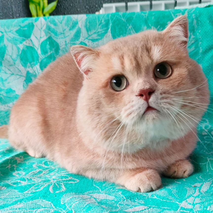 Лиловый золотой кот