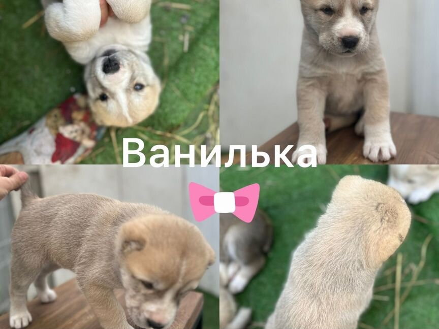 Щенки азиатской овчарки сао, алабай