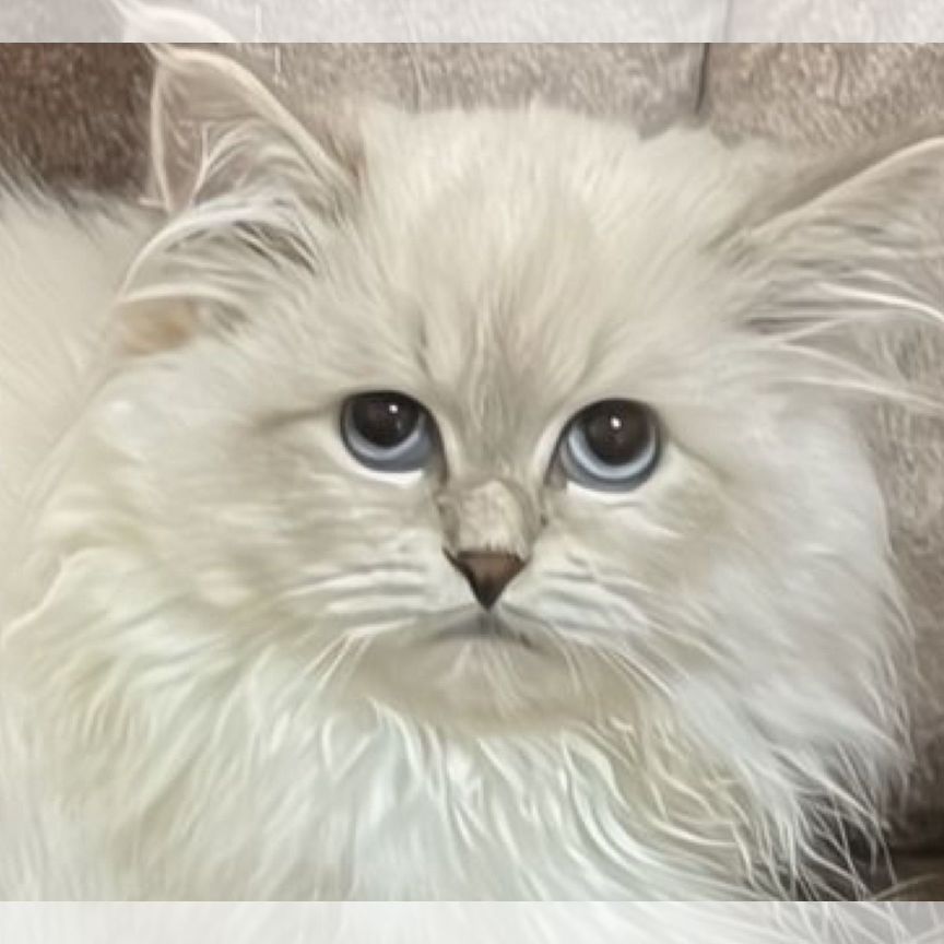 Невский маскарадный котёнок