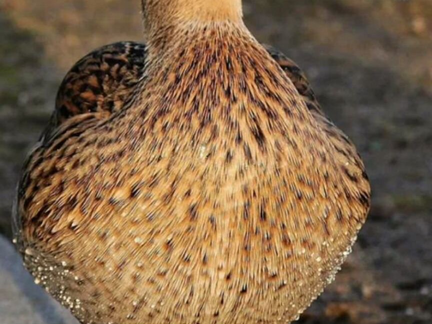 Домашняя птица