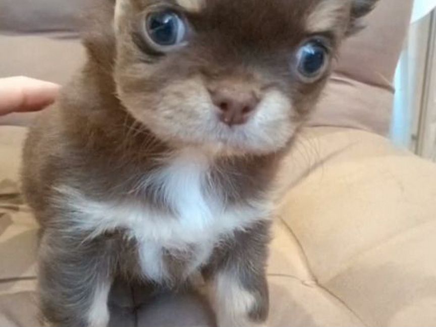 Девочка - куколка чихуахуа