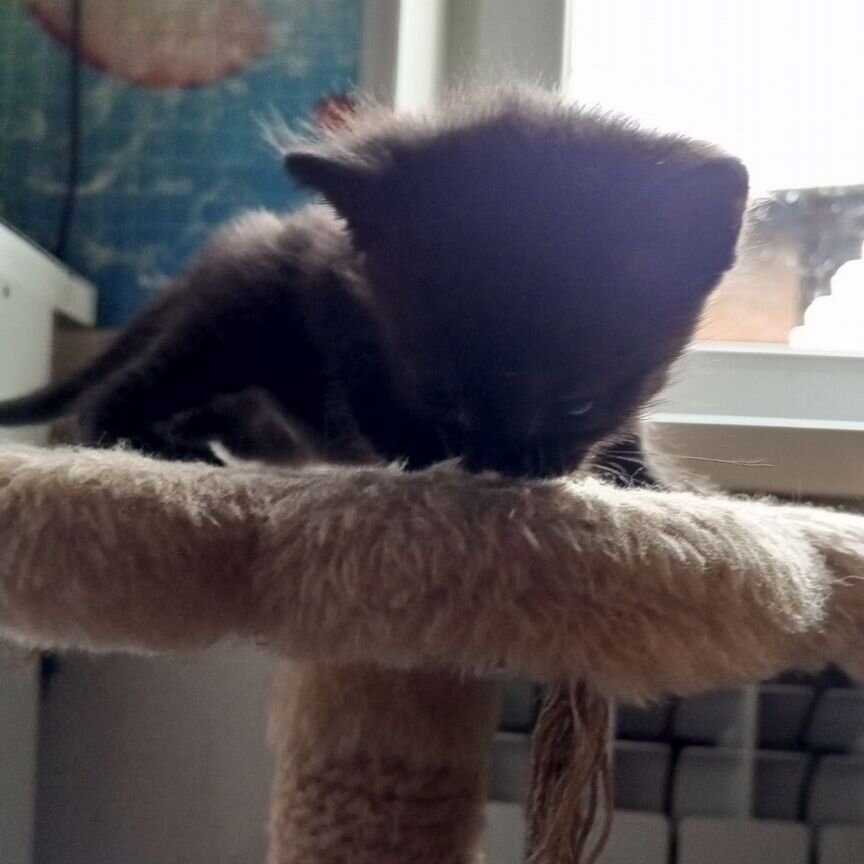 Котёночек