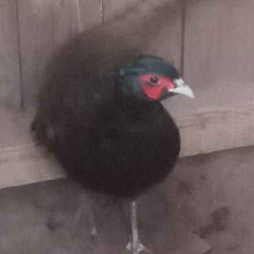 Семья румынского фазана