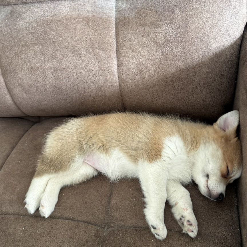 Вельш Корги Пемброк, щенок