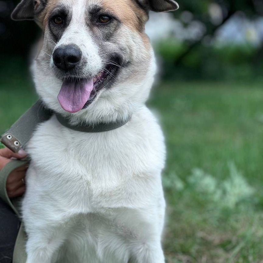 Невероятная Скарлетт ищет дом