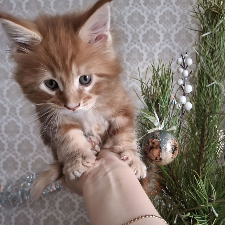 Мейн-кун котёнок