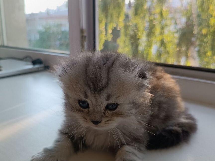Шотландские вислоухие котята