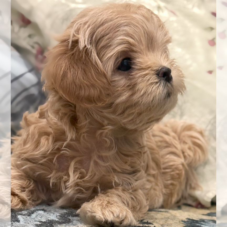 Шикарный мальчик мальтипу f1