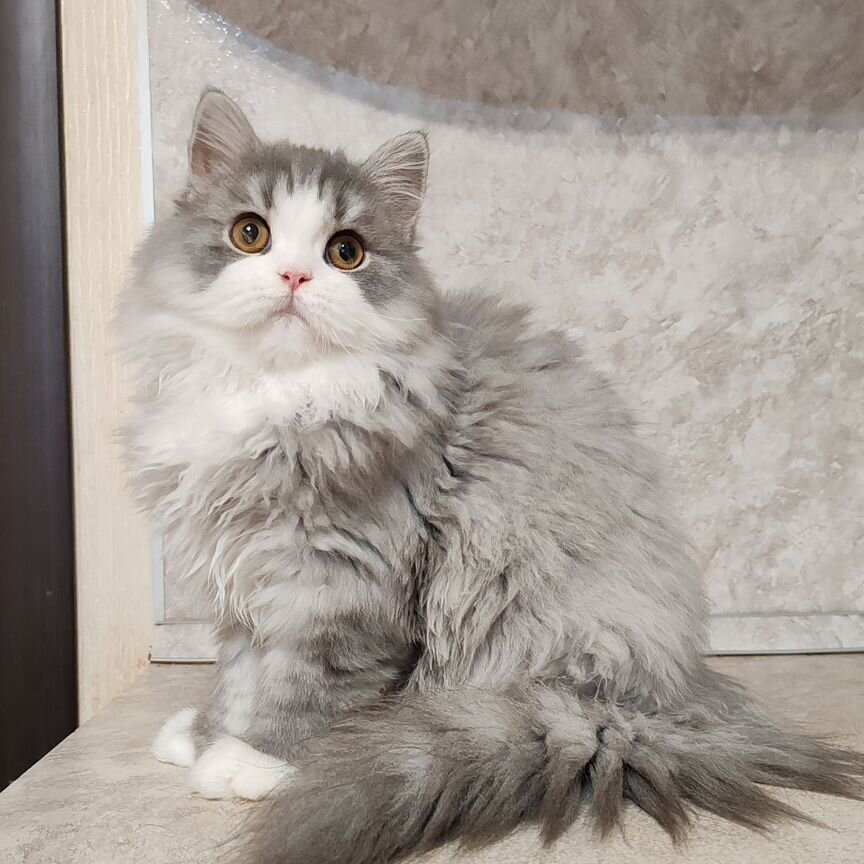 Котенок хайленд страйт