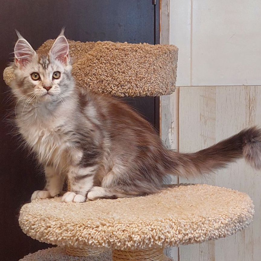 Мейн-кун котёнок