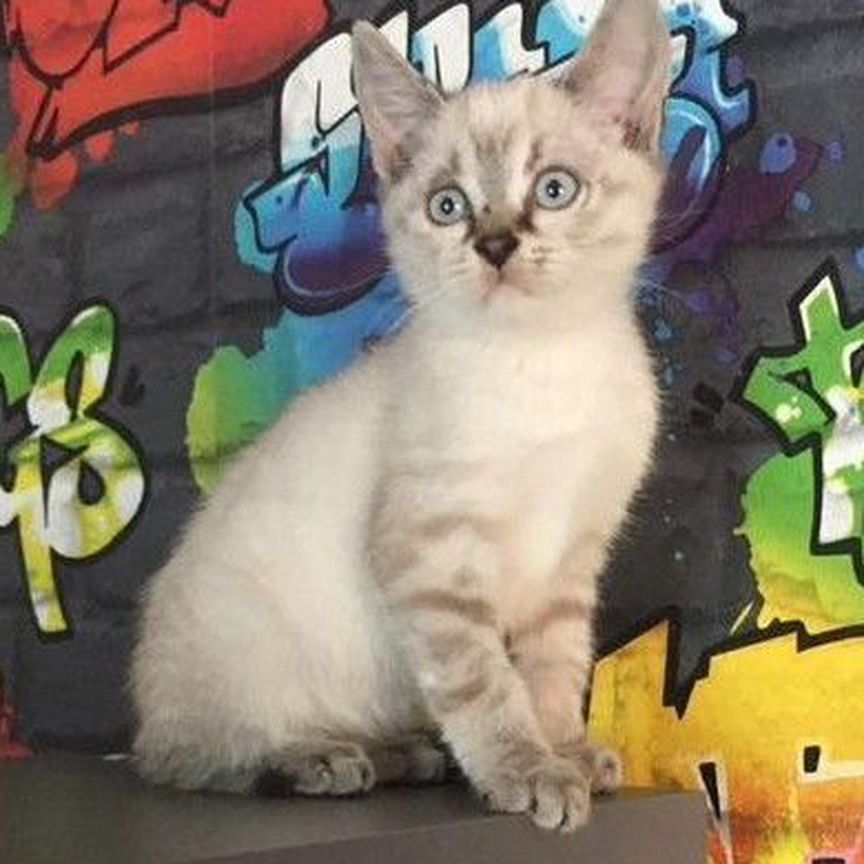 Тайская, взрослая кошка