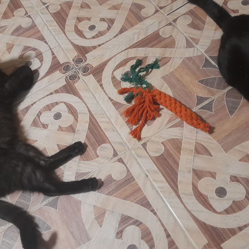 Отдам котов в добрые руки